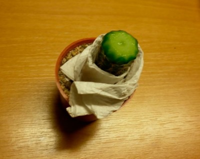 Cómo injertar cactus paso a paso