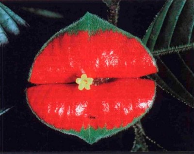Psychotria elata, la flor con forma de labios carnosos