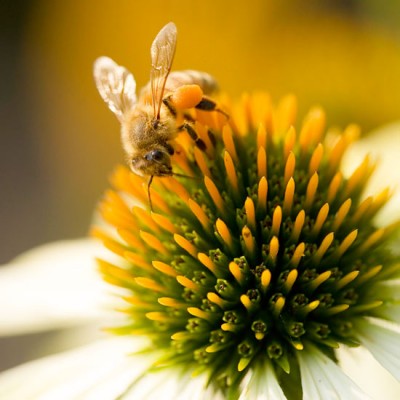 Fauna beneficiosa para tu jardínGuía de Jardinería