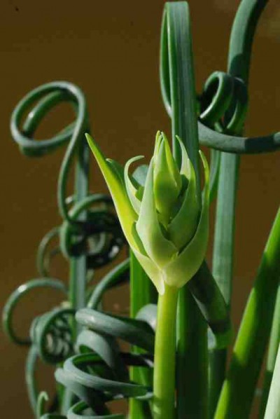 Conoce la Albuca SpiralisGuía de Jardinería