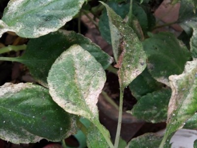 Conoce la búgula, una planta tapizante