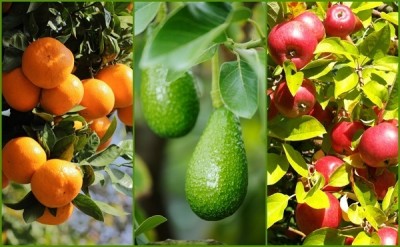9 Consejos Para Cosechar Más Frutaguía De Jardinería