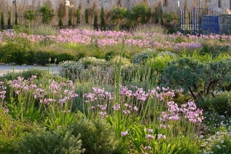 18 plantas cubresuelos con flor