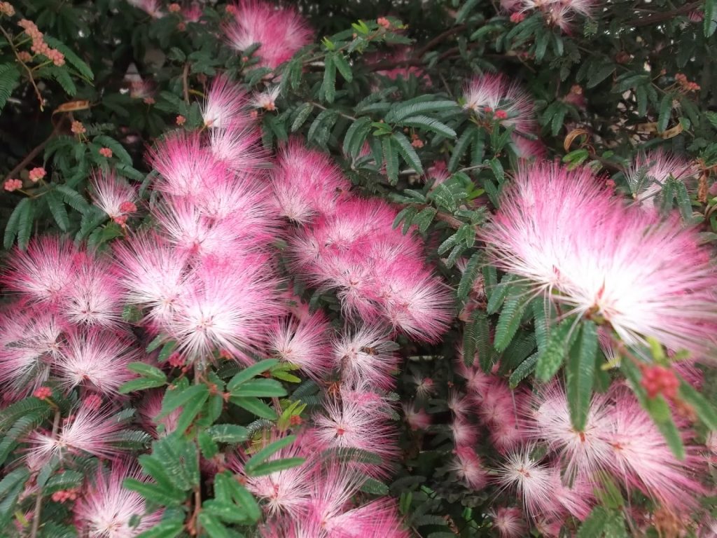 Cultivo del plumerillo rosado