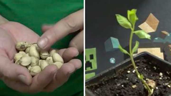 Como germinar pistachosGuía de Jardinería