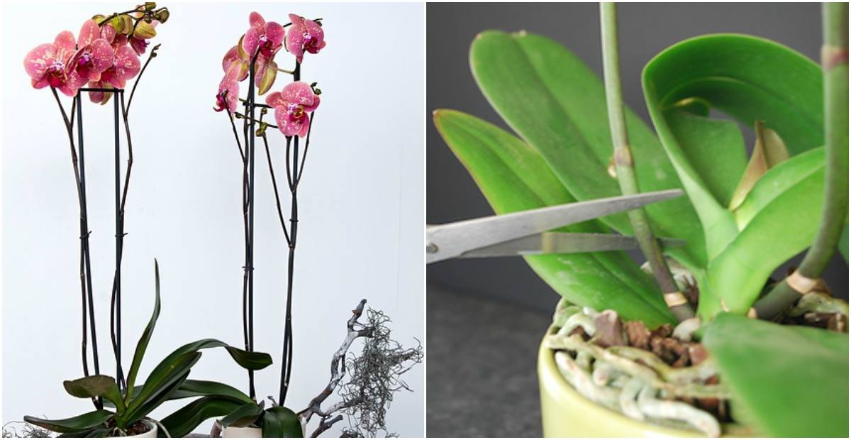 Corte de la vara floral en las orquídeasGuía de Jardinería