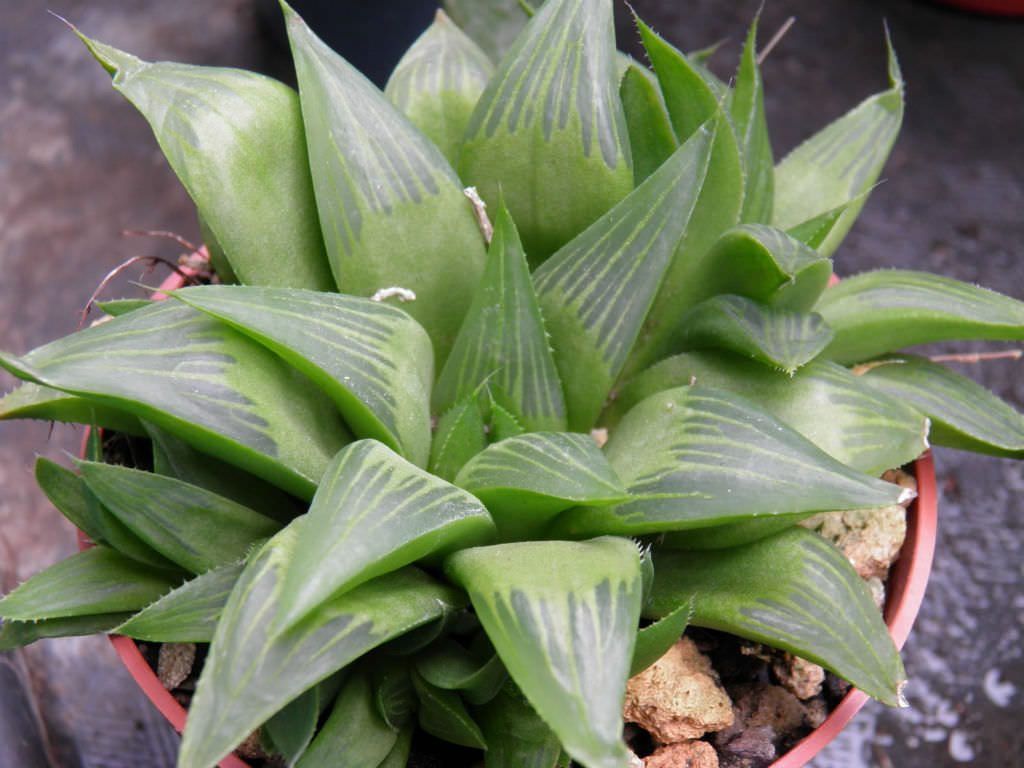 Conoce la Haworthia turgida