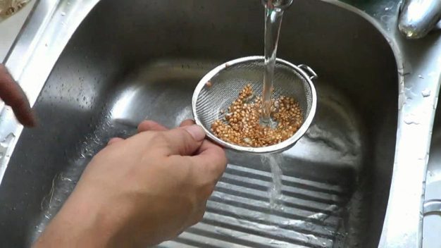 Cómo conseguir semillas de berenjena Cómo conseguir semillas de berenjena