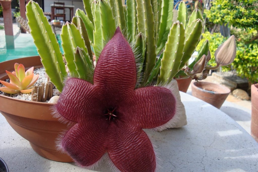 Para conocer la Stapelia hirsuta