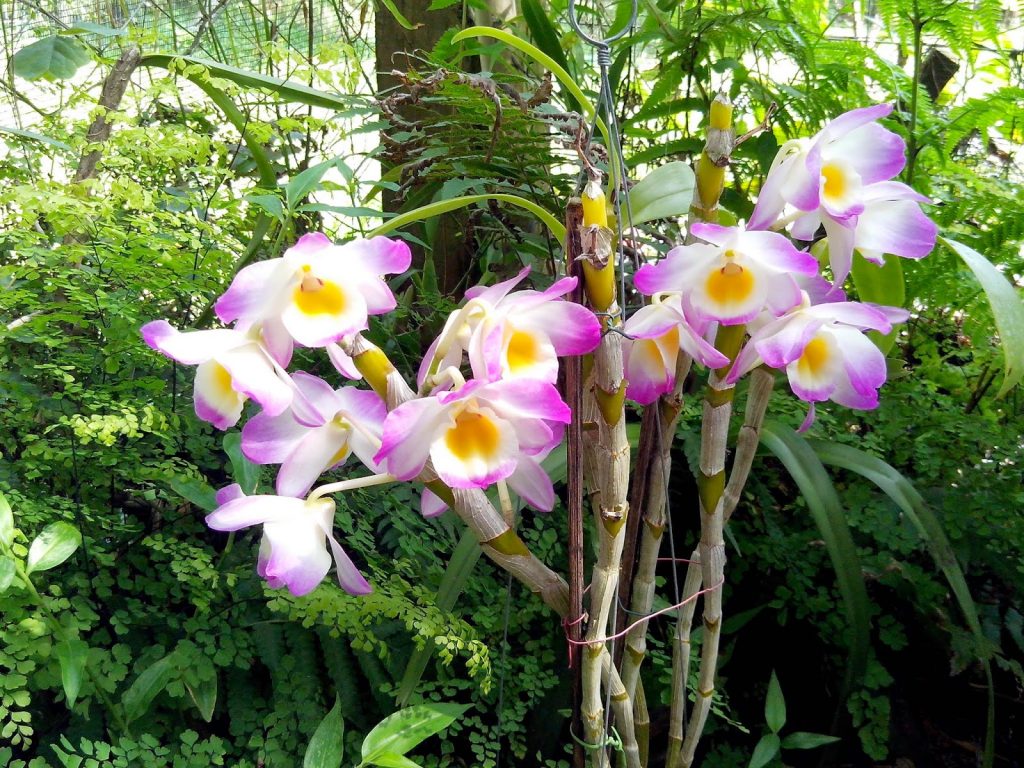 Características de la orquídea Dendrobium compactum