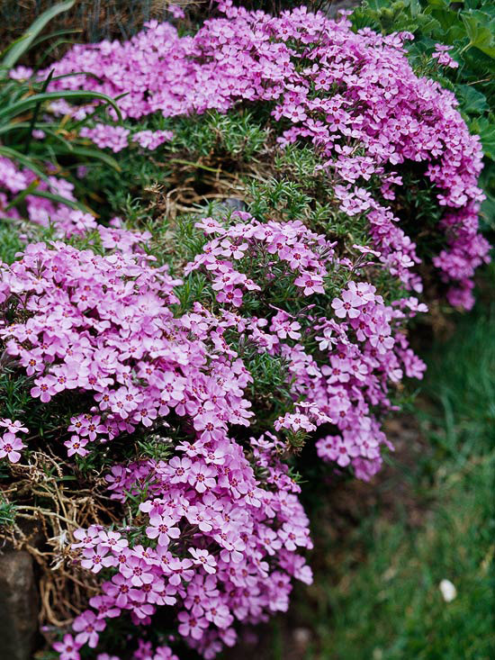 Flores Perennes Para Parterres Flores Perennes Para Parterres