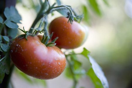 Los 10 mejores consejos para cultivar tomates