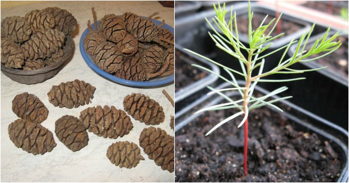 Cómo cultivar una secuoya gigante a partir de semillas