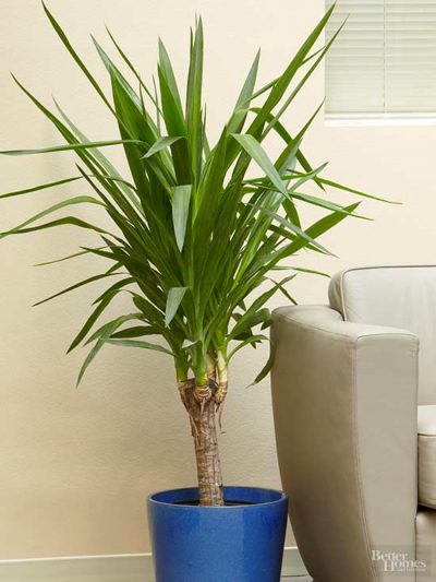 Árboles de interior para decorar cualquier espacioGuía de Jardinería
