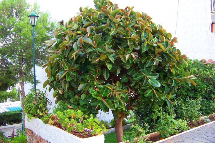 ¿Cuáles son los cuidados del ficus? ¡Aquí te los dejamos!