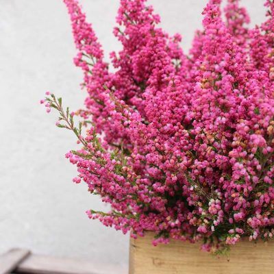 Cuidados del Brezo, reproducción y problemas