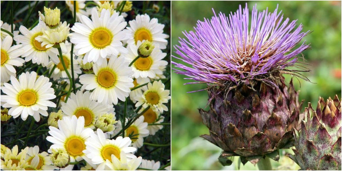 15 Plantas que son muy resistentes