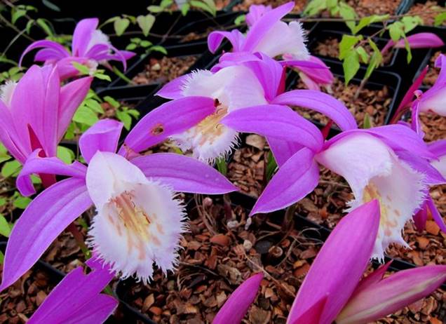 Cuidados de la Pleione y su modo de reproducciónGuía de Jardinería