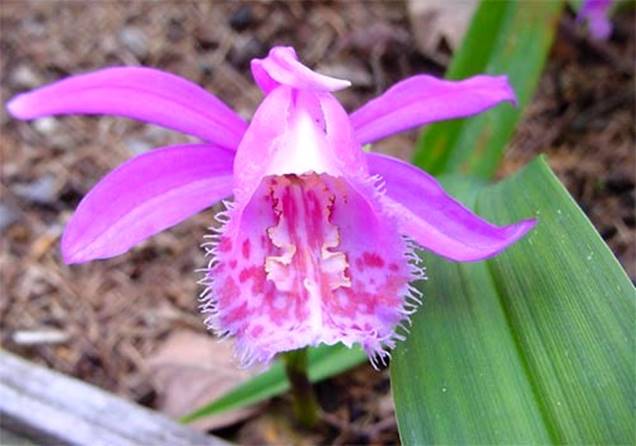 Cuidados de la Pleione y su modo de reproducciónGuía de Jardinería
