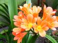 Así son las coloridas flores de la VallotaGuía de Jardinería