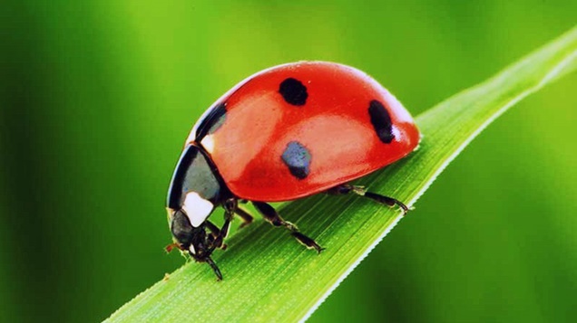 Insectos y bichos beneficiosos para el jardín