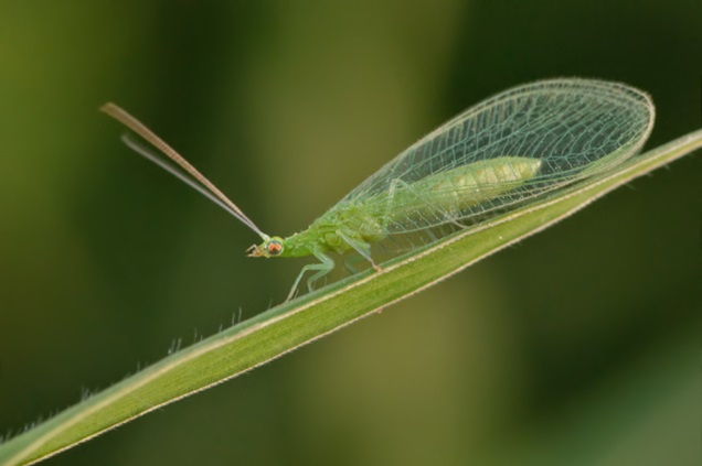 Insectos y bichos beneficiosos para el jardín