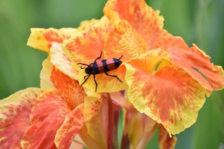 Cuidados de la Achira (Canna indica)Guía de Jardinería