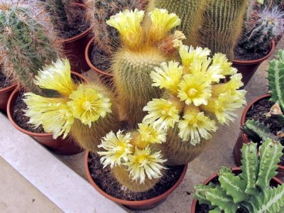 Cuidados del NotocactusGuía de Jardinería