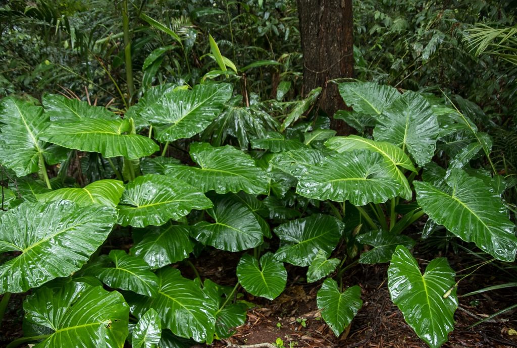 Guía para cuidar la planta AlocasiaGuía de Jardinería
