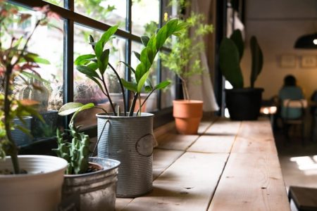 Trucos que podrían revivir casi cualquier planta muertaGuía de Jardinería