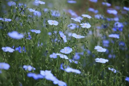 12 flores azules para embellecer tu jardínGuía de Jardinería