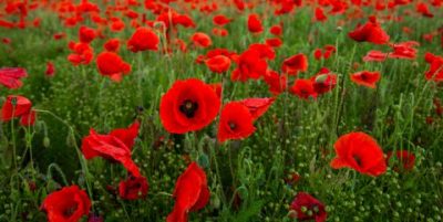 10 flores rojas para tener en el jardín