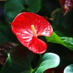 10 flores rojas para tener en el jardínGuía de Jardinería