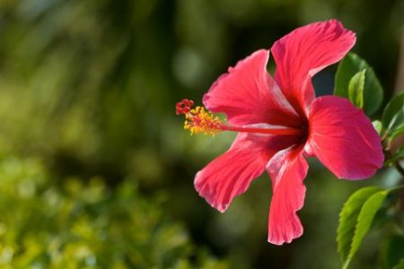 10 flores rojas para tener en el jardínGuía de Jardinería