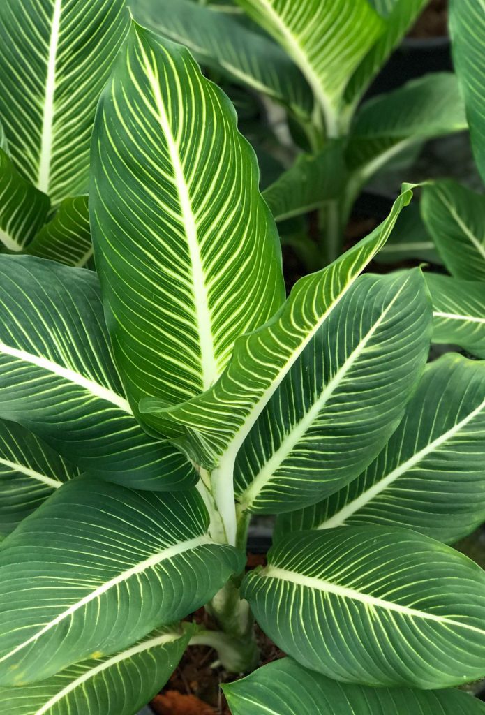 Las 7 mejores plantas grandes de interior que puedes tener