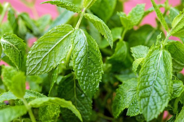 Cómo cultivar menta fresca sin que invada tu jardín