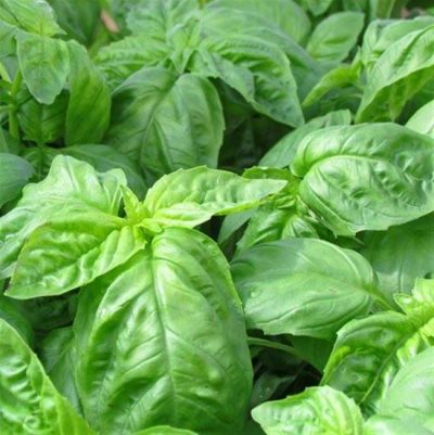 10 tipos de albahaca para cultivar en contenedoresGuía de Jardinería