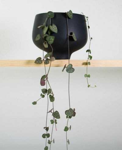 7 plantas de hojas en forma de corazón