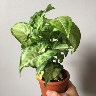 7 plantas de hojas en forma de corazón