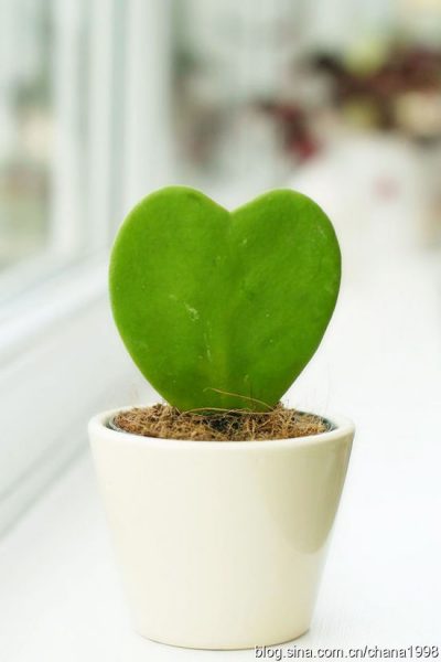 7 plantas de hojas en forma de corazón