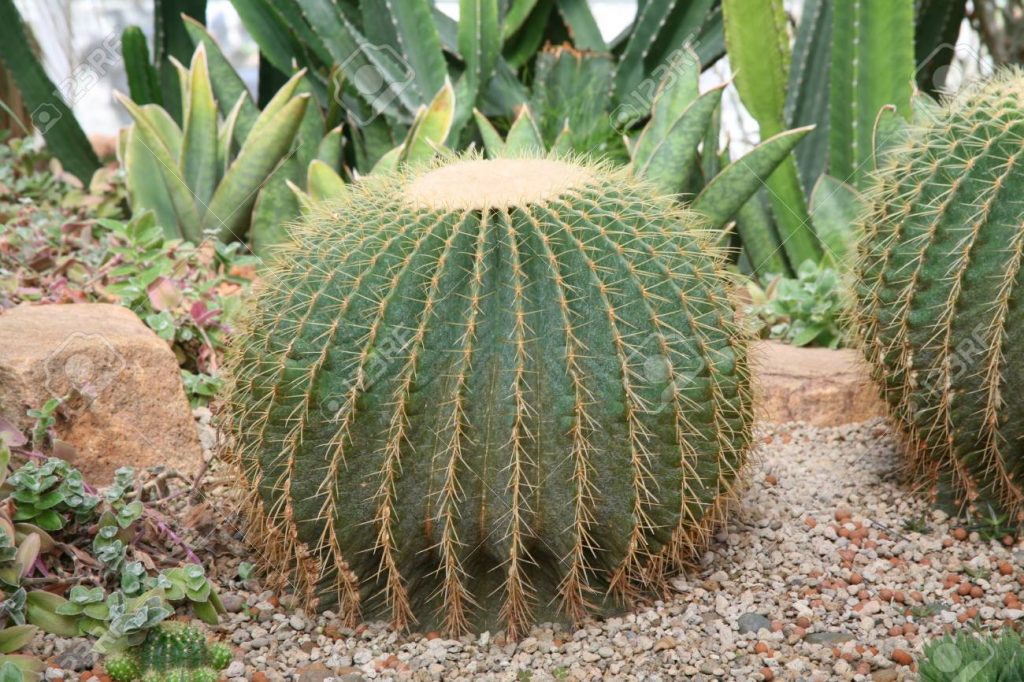 Las mejores plantas para zonas secas