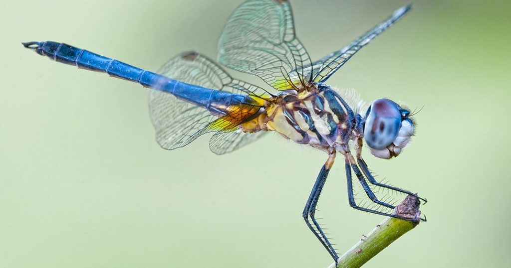 Libelula Voando