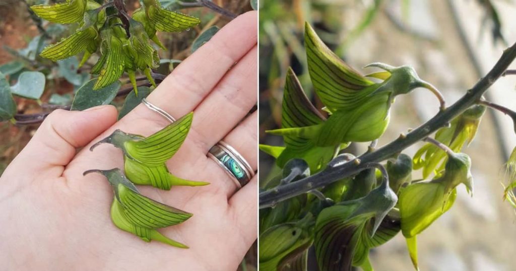 La planta con flores parecidas a un colibrí