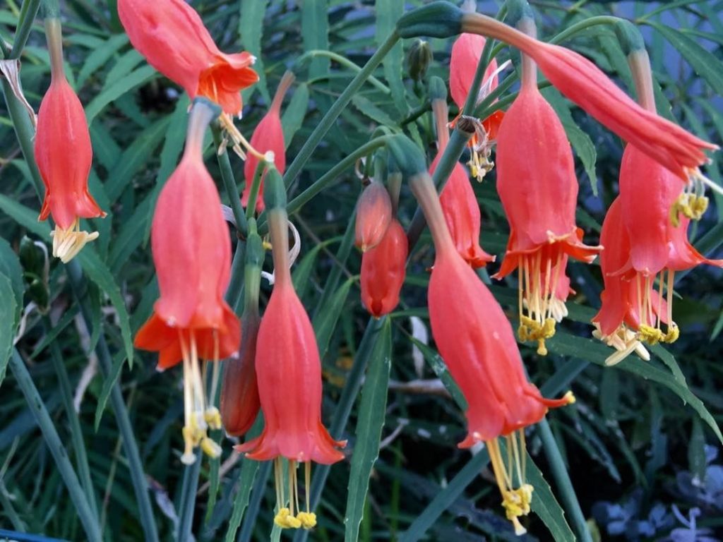 Cuidados de la Urceolina