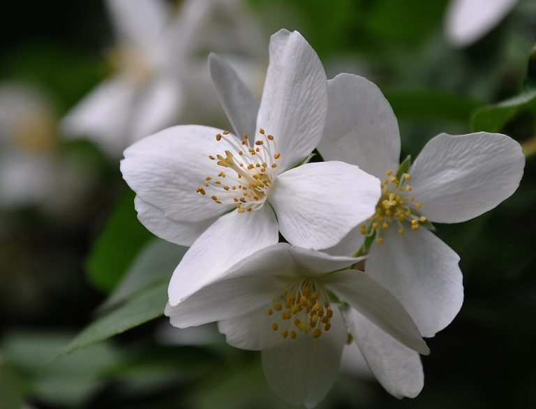 Cuidados del FiladelfoGuía de Jardinería