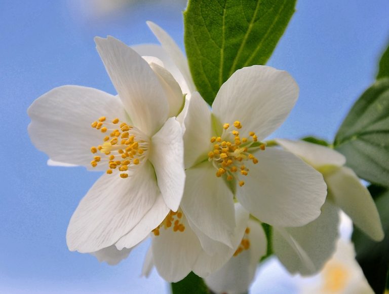 Cuidados del FiladelfoGuía de Jardinería