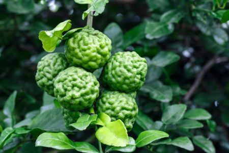 Cómo cultivar limas de kaffirGuía de Jardinería
