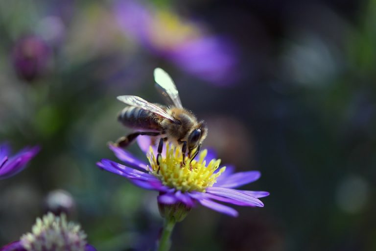 Insectos beneficiosos para el jardín que amamosGuía de Jardinería