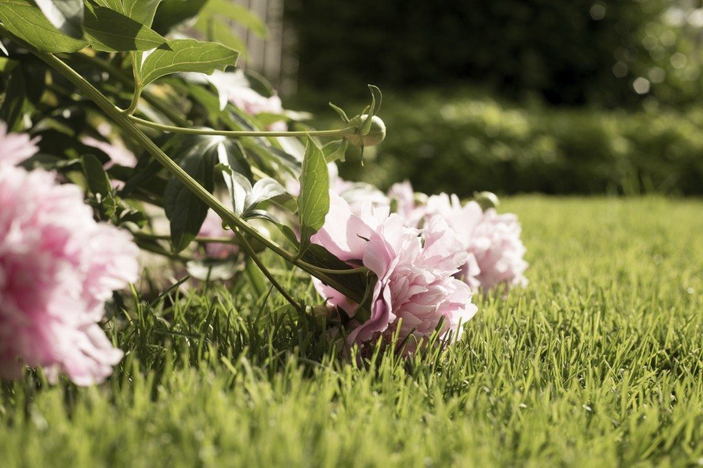 Evita que las plantas maduras se vuelvan largas y débilesGuía de Jardinería