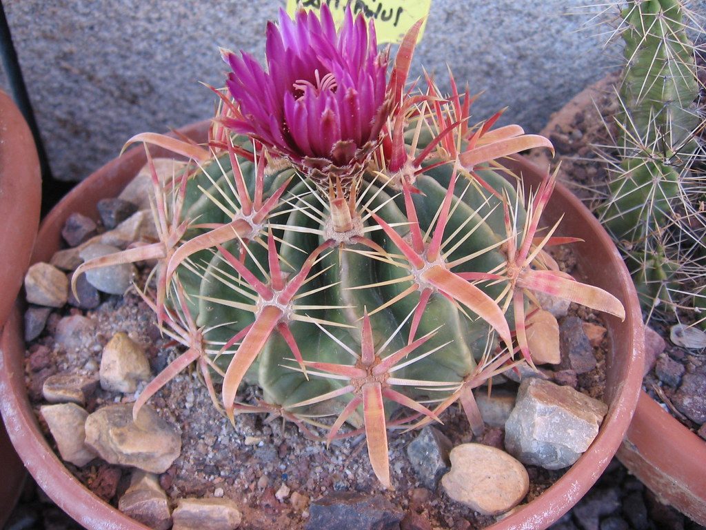 Cuidados del Ferocactus latispinus o cactus barril